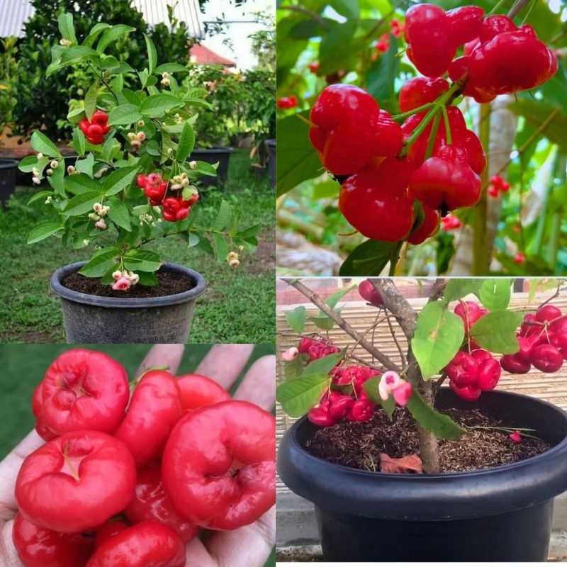 Pokok Jambu Bertih Boleh Tanam Dalam Pasu | Shopee Malaysia