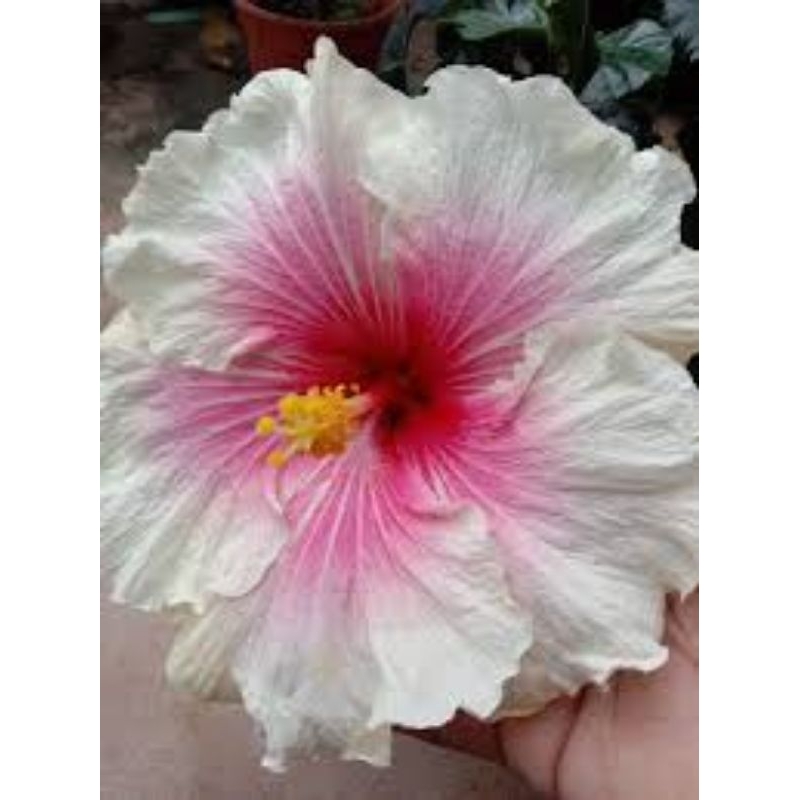 Anak Pokok Bunga Raya Putih Pink/ Hibiscus | Shopee Malaysia
