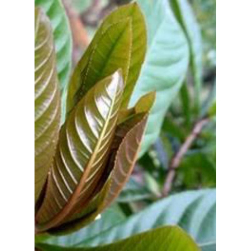 Pokok Putat / Pokok Ulam Putat | Shopee Malaysia