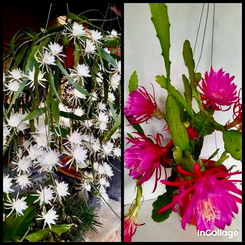 🔥INDOOR🔥 MAGENTA AND WHITE BAKAWALI / Queen Of The Night / Royalty ...