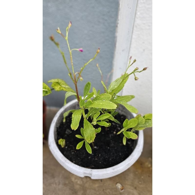 Anak Pokok Ginseng Cina / Ulaman | Shopee Malaysia