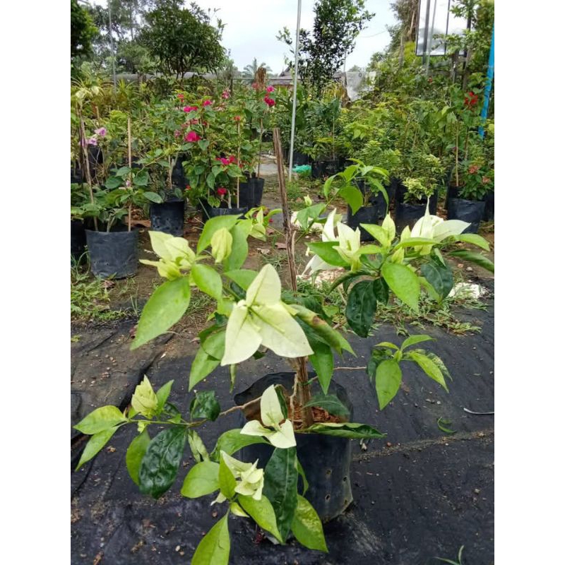 Bunga Kertas / Bougainvillea Kembang Sabah Putih | Shopee Malaysia