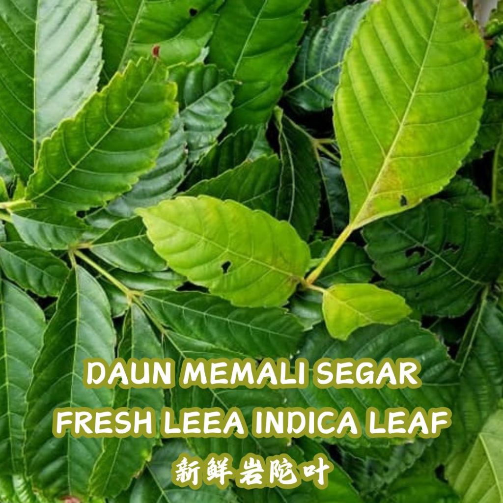 Daun Memali Segar/Fresh Leea Indica Leaves/新鲜岩陀叶 - - 30pcs/RM5 | Shopee ...