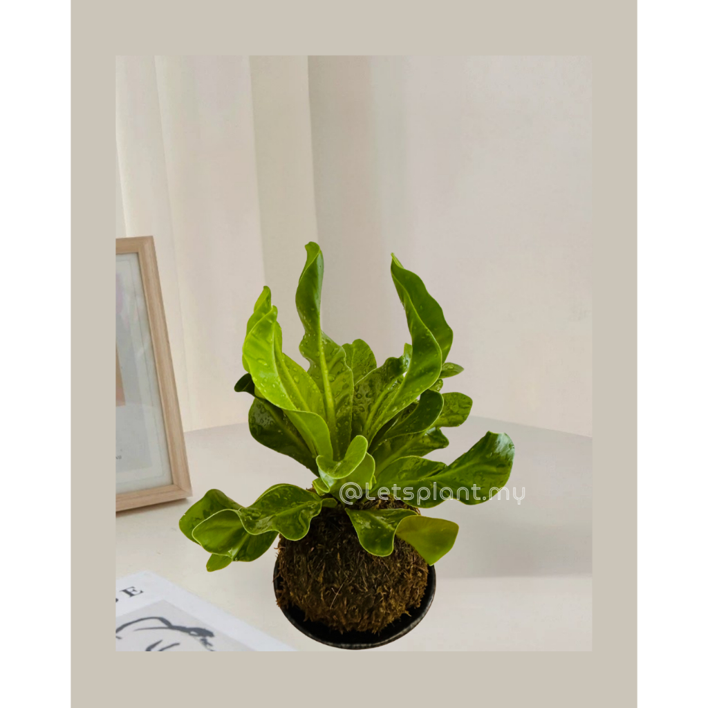 Asplenium Manila Fern / Bird Nest Fern Kokedama Indoor Plant Moss Ball ...