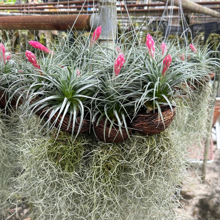 Tillandsia ionantha | Tillandsia Houston | Spanish moss | Mini ...