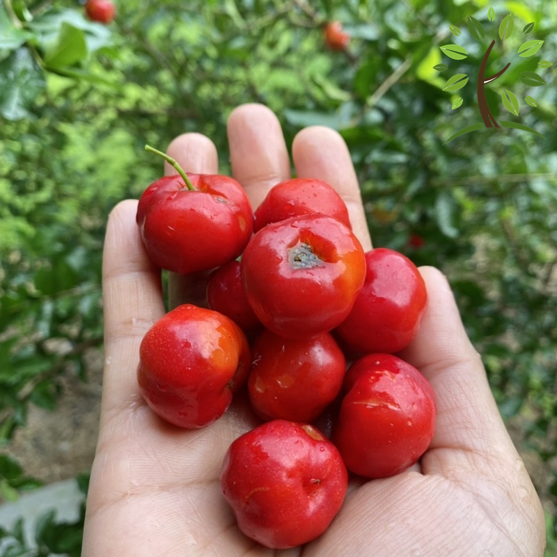 Berjaya Plant Nursery - Pokok Ceri Barbados Manis/Cherry(Pokok Buah ...