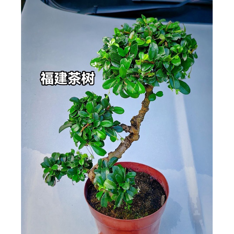 【TW668】 Fukien tea tree carmona retusa tree houseplant gardening ...