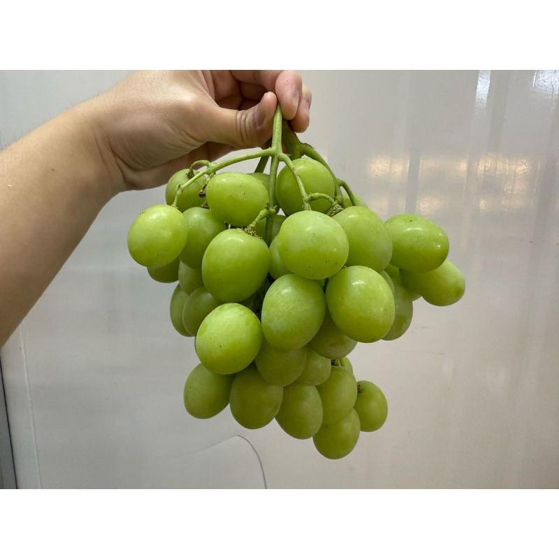 Autumn Crisp Crunchy and Sweet Seedless Grapes炸蛋葡萄 (1kg+-/pack) Anggur ...