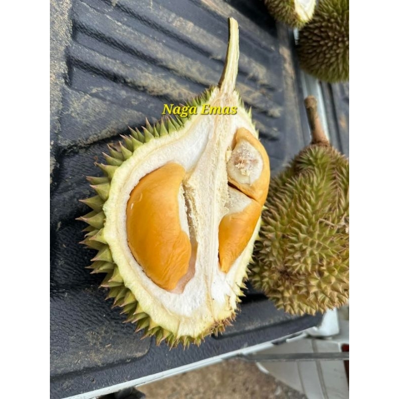 Pokok Durian Naga Emas (JUARA PERTANDINGAN DURIAN RAUB 2022) | Shopee ...
