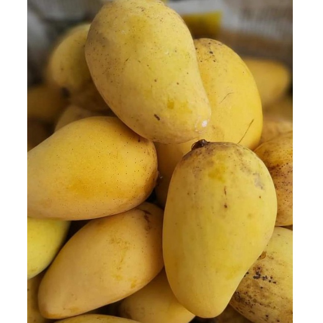 Anak pokok mangga chokanan grafted-RN Agro | Shopee Malaysia