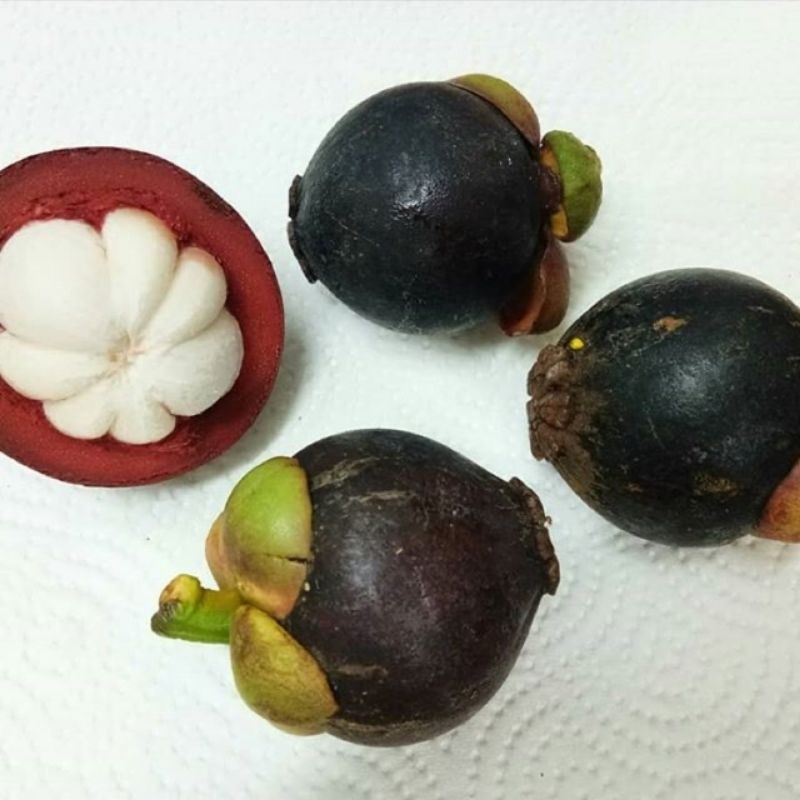 Anak pokok manggis master | Shopee Malaysia