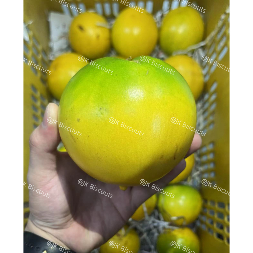 Buah Abiu , Fresh & Manis ; Golden Fruit ; 鲜甜 黄金果👍👍👍,JK Biscuits, Bidor ...