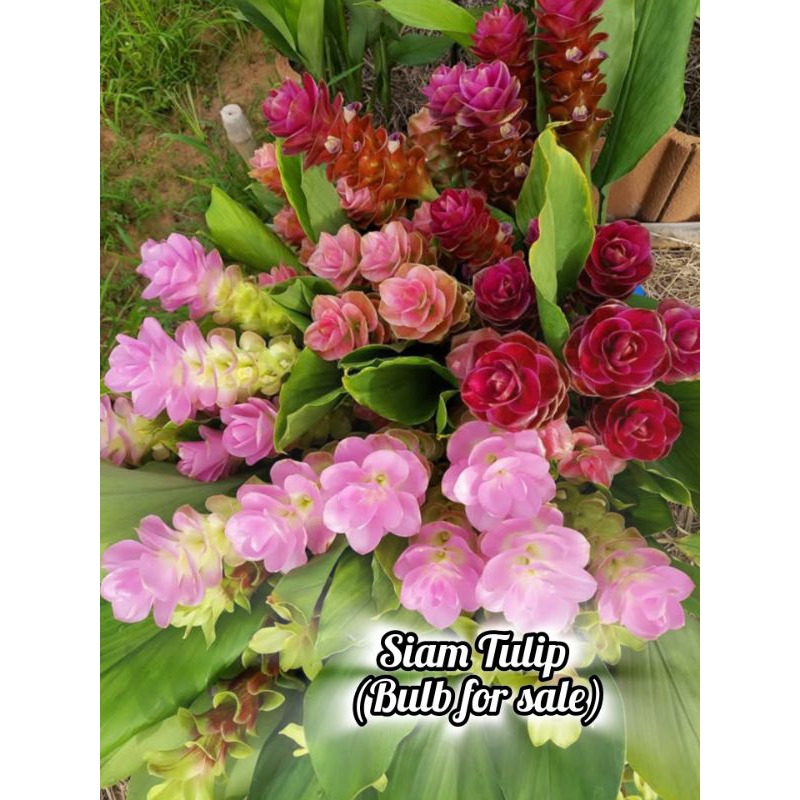 1 biji bulb ( ubi ) Curcuma Alismatifolia 姜花 | Siam Tulip | Curcuma ...