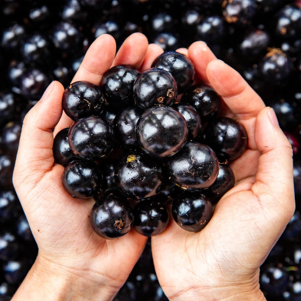 Pokok Anggur Brazil aka Jaboticaba Saiz Besar | Shopee Malaysia