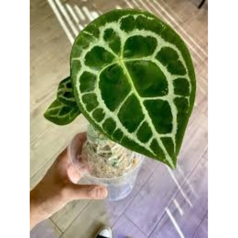 Anthurium Forgetii Dark Form Ecuador Premium Selected Home Plant Rare ...