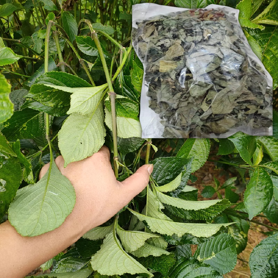Daun Pecah Beling Dried Black Face General Herb 黑面将军叶 Tradisional Herba ...