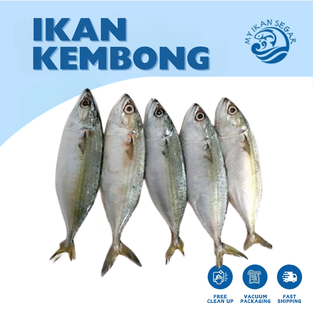 IKAN KEMBUNG 1KG (SIAP SIANG & CUCI) S/M/L IKAN KEMBUNG FROZEN FOOD ...