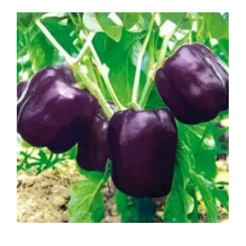 Benih lada benggala ungu Purple Bell Pepper Seeds 紫色甜椒种子 | Shopee Malaysia