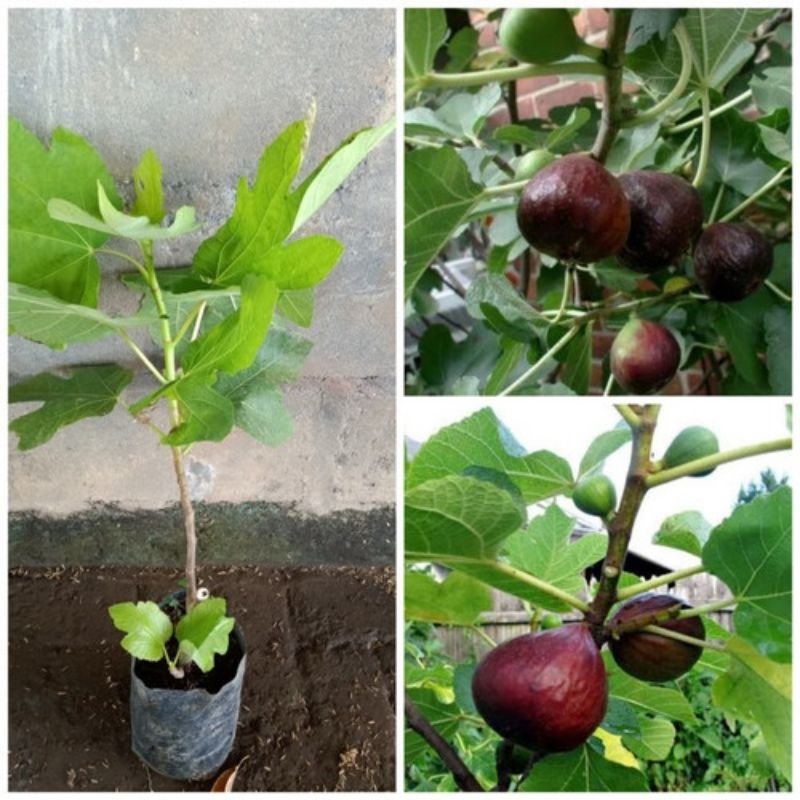 Anak Pokok Buah Tin Fig Plant Pelbagai | Shopee Malaysia