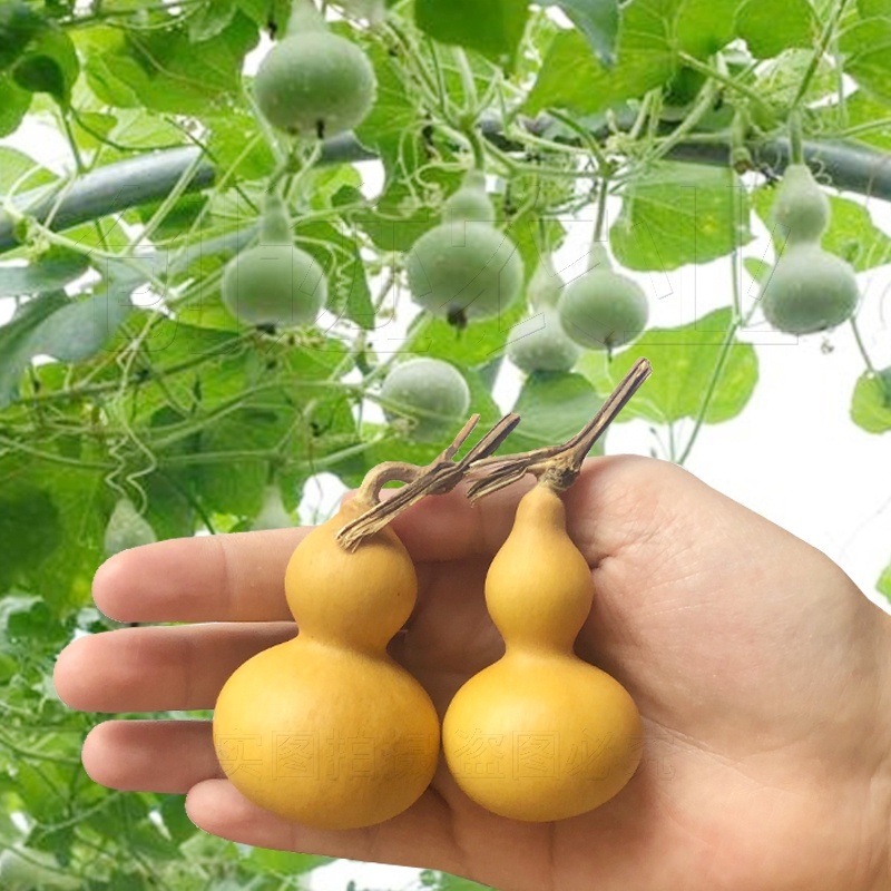 🏺50+ Mini Bottle Gourd Seeds🌱 Rare 15cm, Fast Drying! Edible & Craft ...