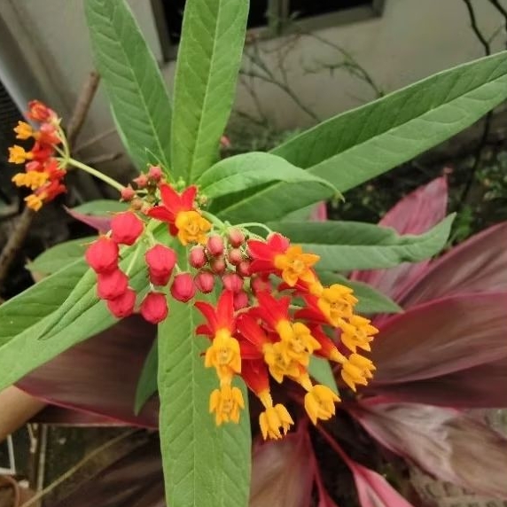 Asclepias curassavica Butterfly Pokok Bunga Rama Rama | Shopee Malaysia