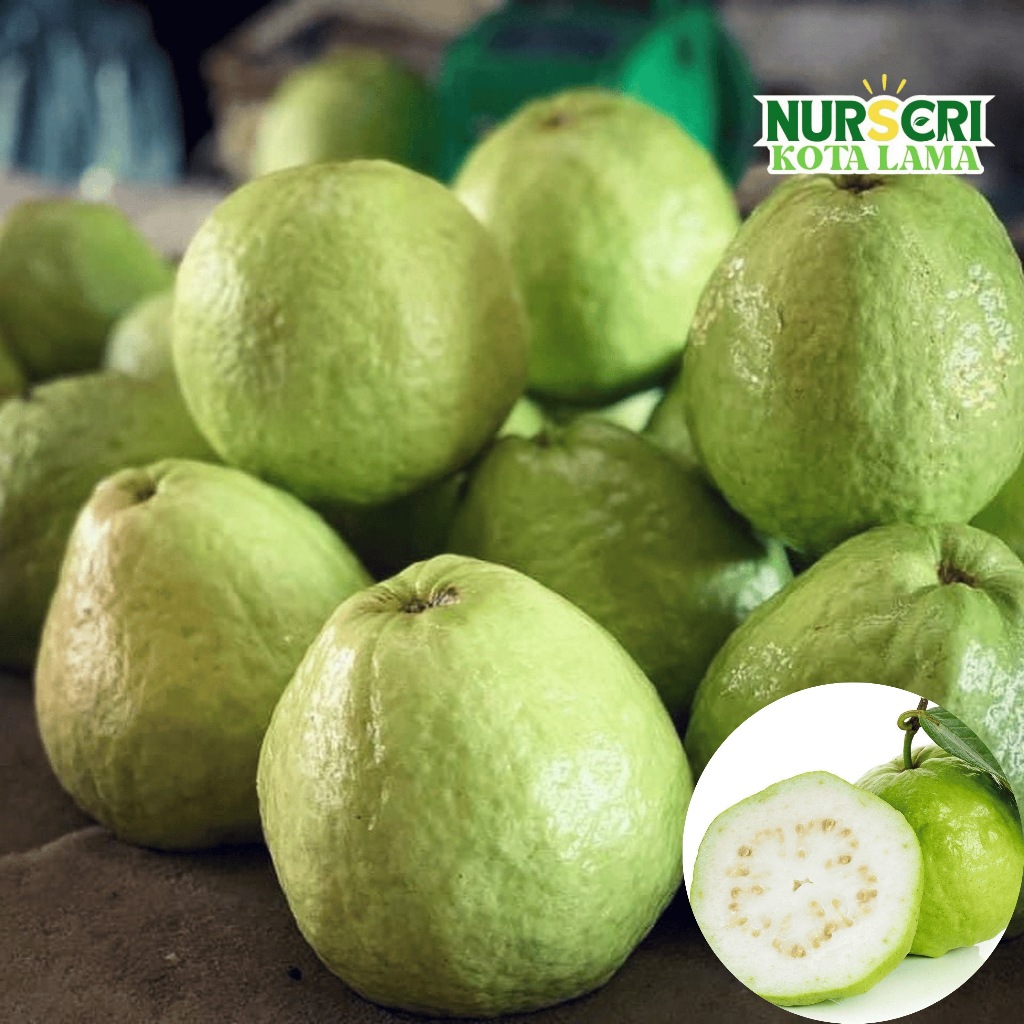 🔥HYBRID🔥 POKOK JAMBU BATU LOHAN BUAH BESAR (GU16) / Lohan Guava Tree ...