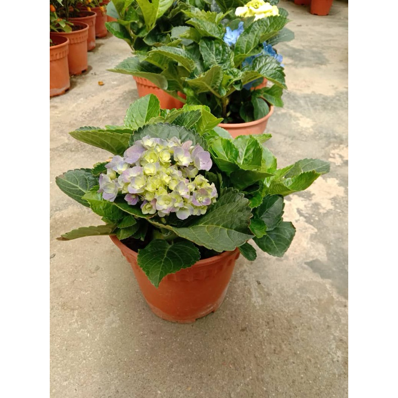 Hydrangea real live indoor houseplant 绣球花 anak pokok tumbuhan bunga ...
