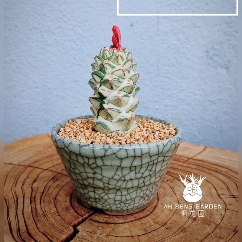 AH BENG GARDEN: Euphorbia Ritchiei WHITE VARIEGATED 将军阁白化锦 | Shopee ...