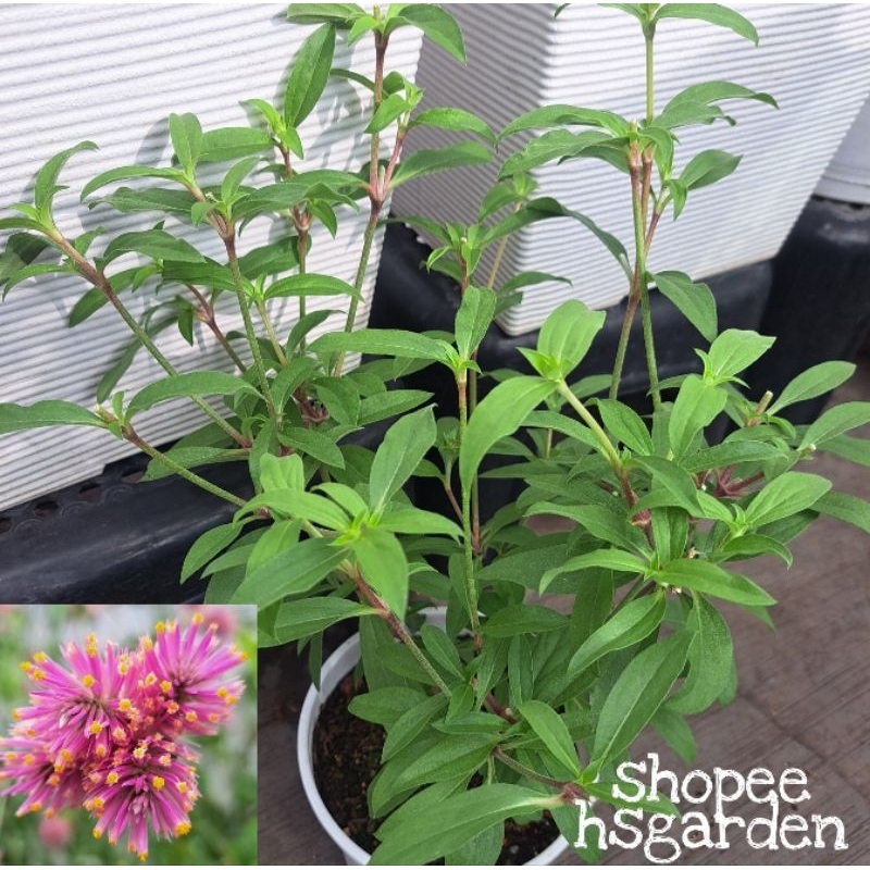 Pokok Gomphrena Fireworks (bunga butang) • Rare | Shopee Malaysia
