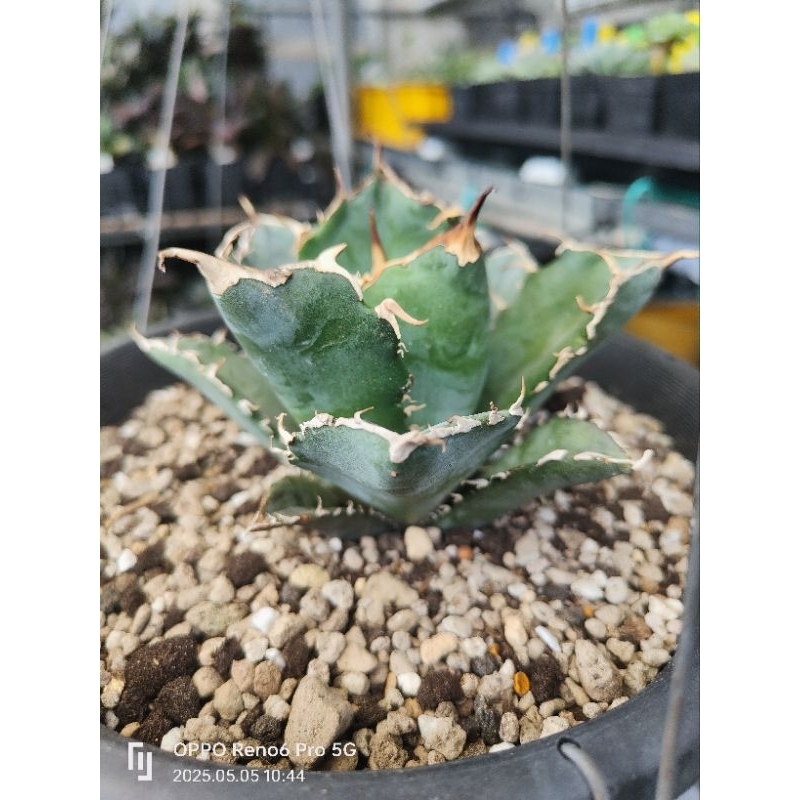In-stock现货agave龙舌兰Agave titanota white whale 白鲸 | Shopee Malaysia