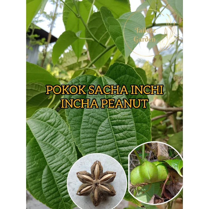 [SACHA INCHI] Sapling Anak pokok/Biji benih/ Fresh leaf Daun segar ...