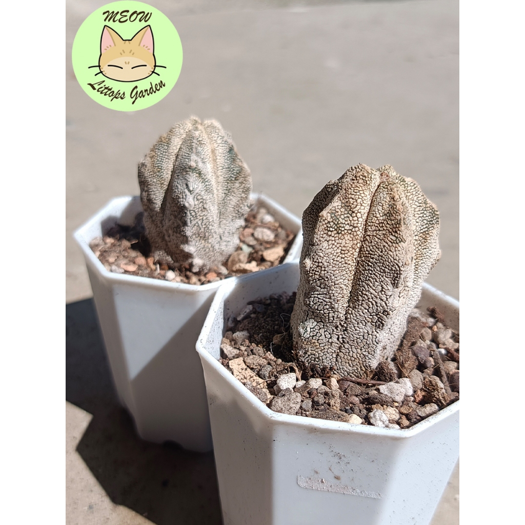 Ready Stock Cactus/Rare Plant/Astrophytum myriostigma Cv Onzuka 恩冢五角鸾凤玉 ...
