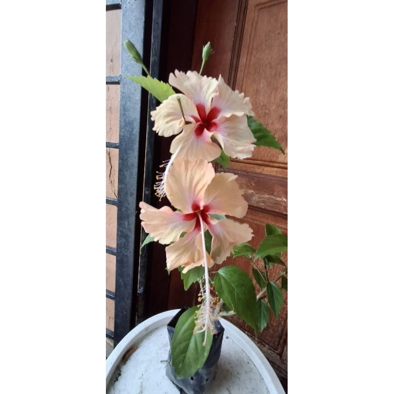 Pokok Bunga Raya / Hibiscus | Shopee Malaysia