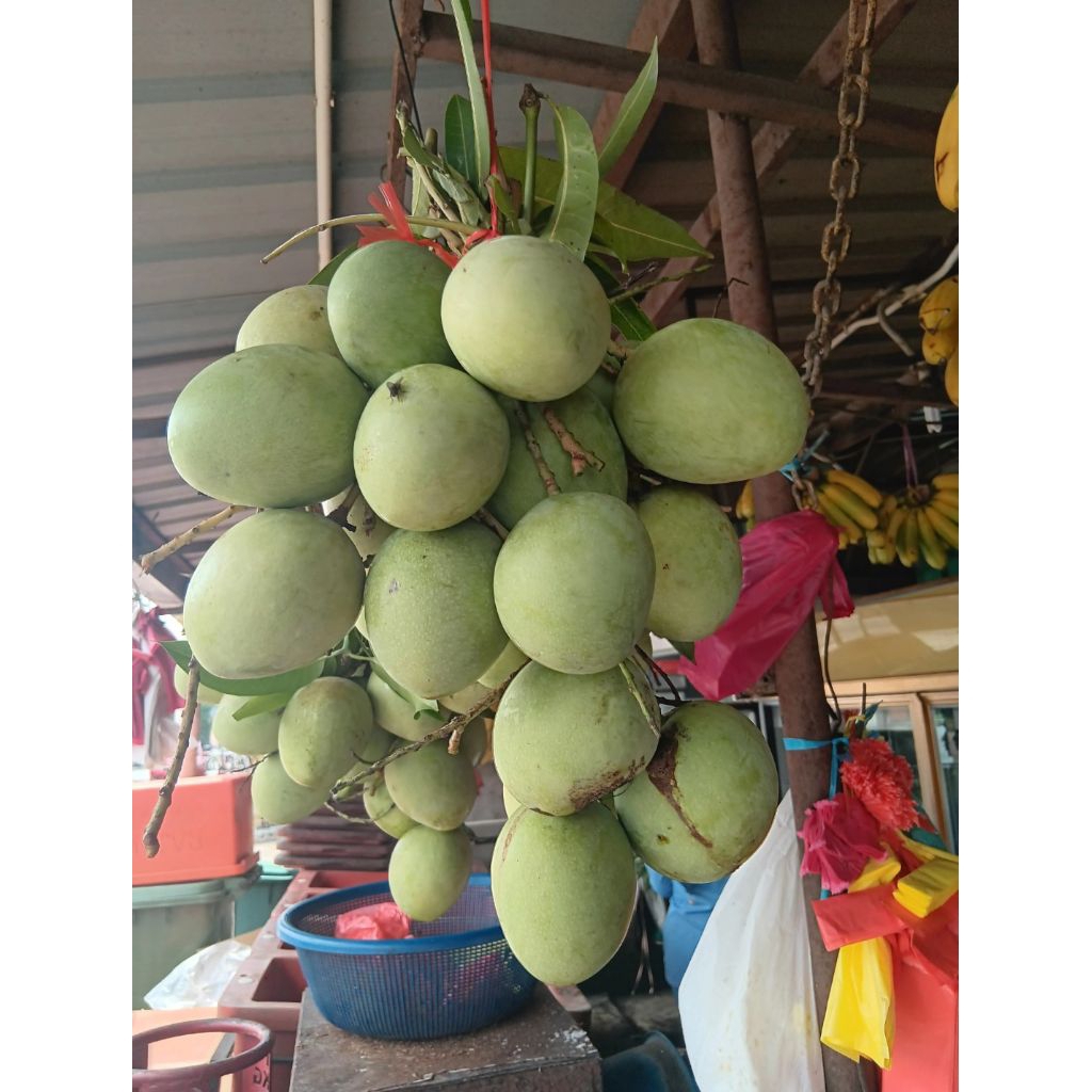 Mangga Fresh/Mangga Muda 1KG | Shopee Malaysia