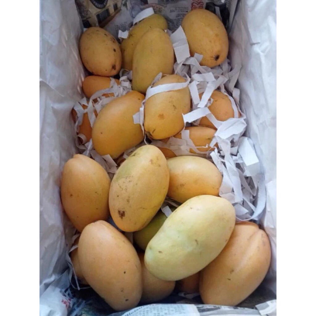 MANGGA SUSU MANGGA FAMA | MANGGA THAI | MANGGA MASAK MANIS 1kg | Shopee ...