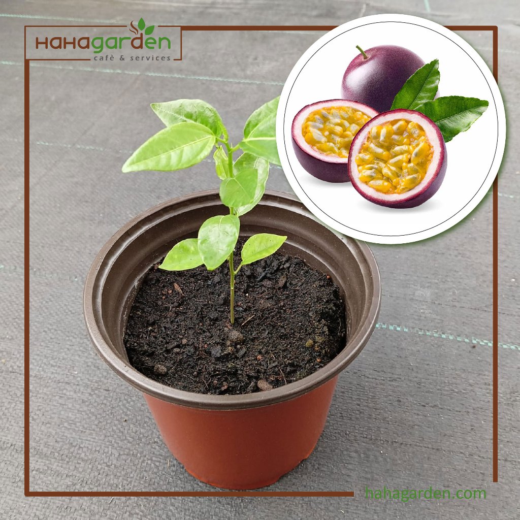 Anak Pokok Buah Markisa Ungu/Purple Passion Fruit (LIVE PLANT) | Shopee ...