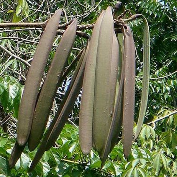 Anak Pokok Beko/Beka/Bonglai | Shopee Malaysia