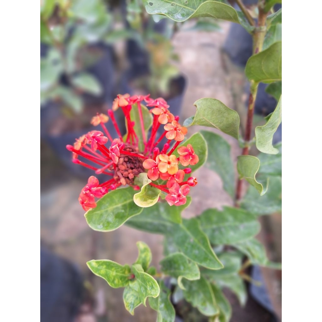 SNT / pokok ixora pink vietnam / pokok landscape/ pokok hidup | Shopee ...