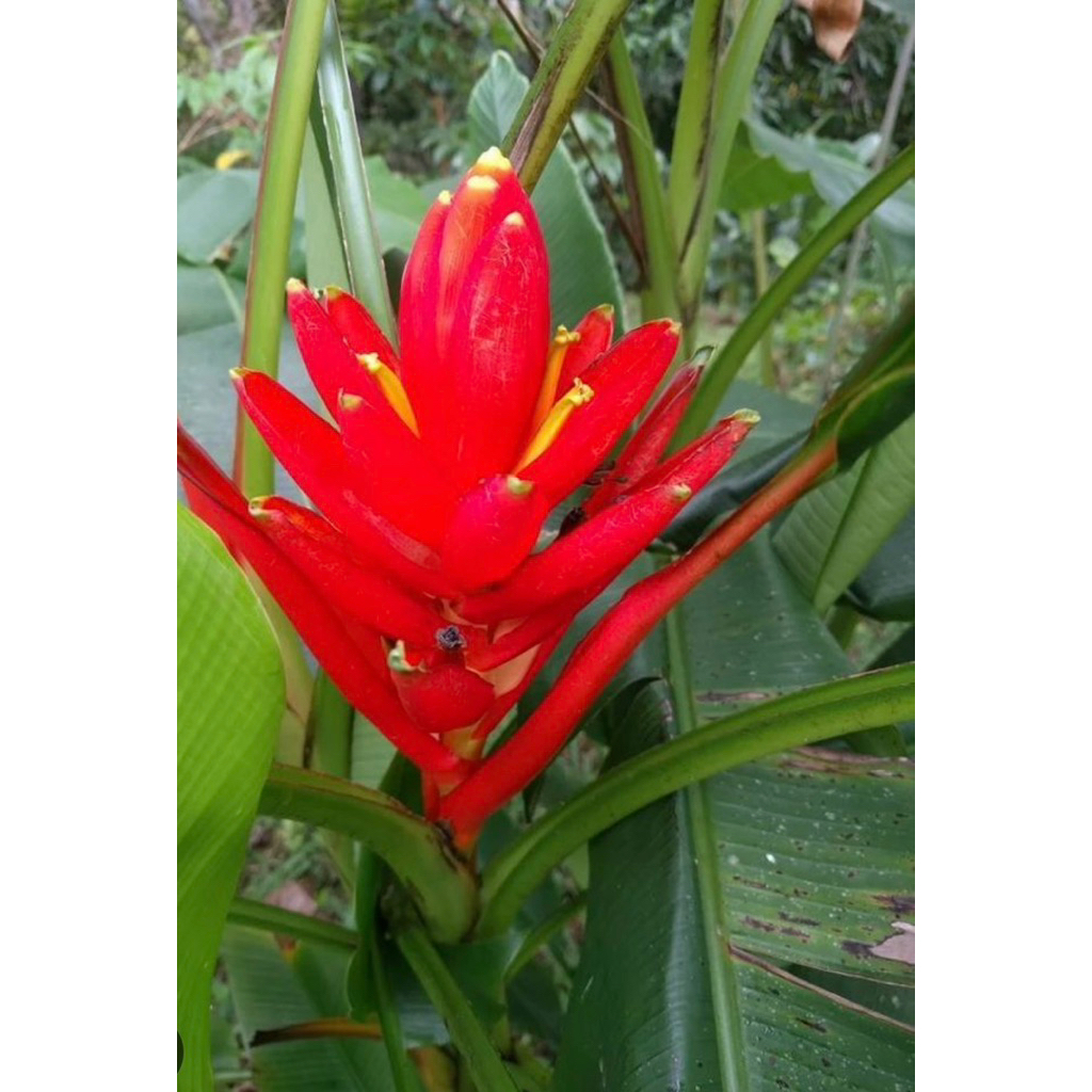 Scarlet Torch Banana(Musa cocinnea) | Shopee Malaysia