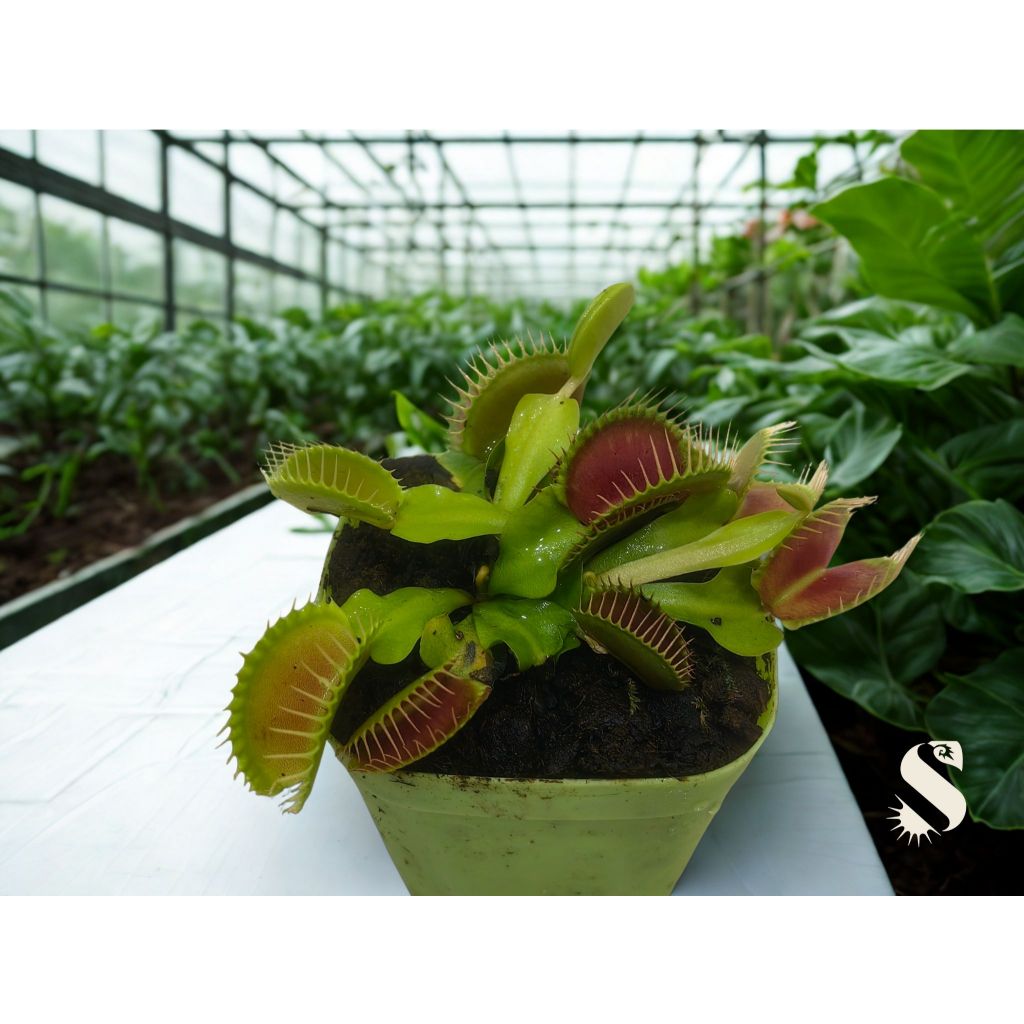 Dionaea Muscipula Venus Fly Trap, Carnivorous Plant, Terrarium ...
