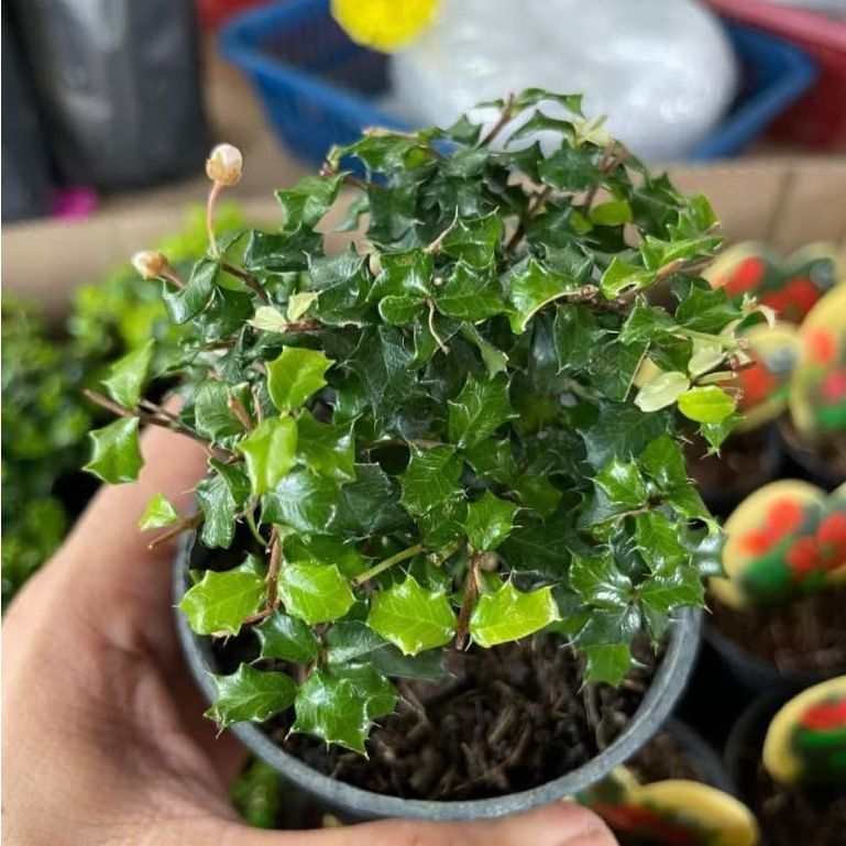 H2O - Mini Holly Bonsai 迷你霍莉盆栽 Live Plant | Shopee Malaysia
