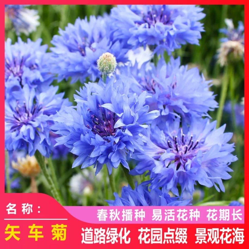 🌱8 Biji Benih🌱Cornflower Bachelor's Button Flower 矢车菊种子 | Shopee Malaysia