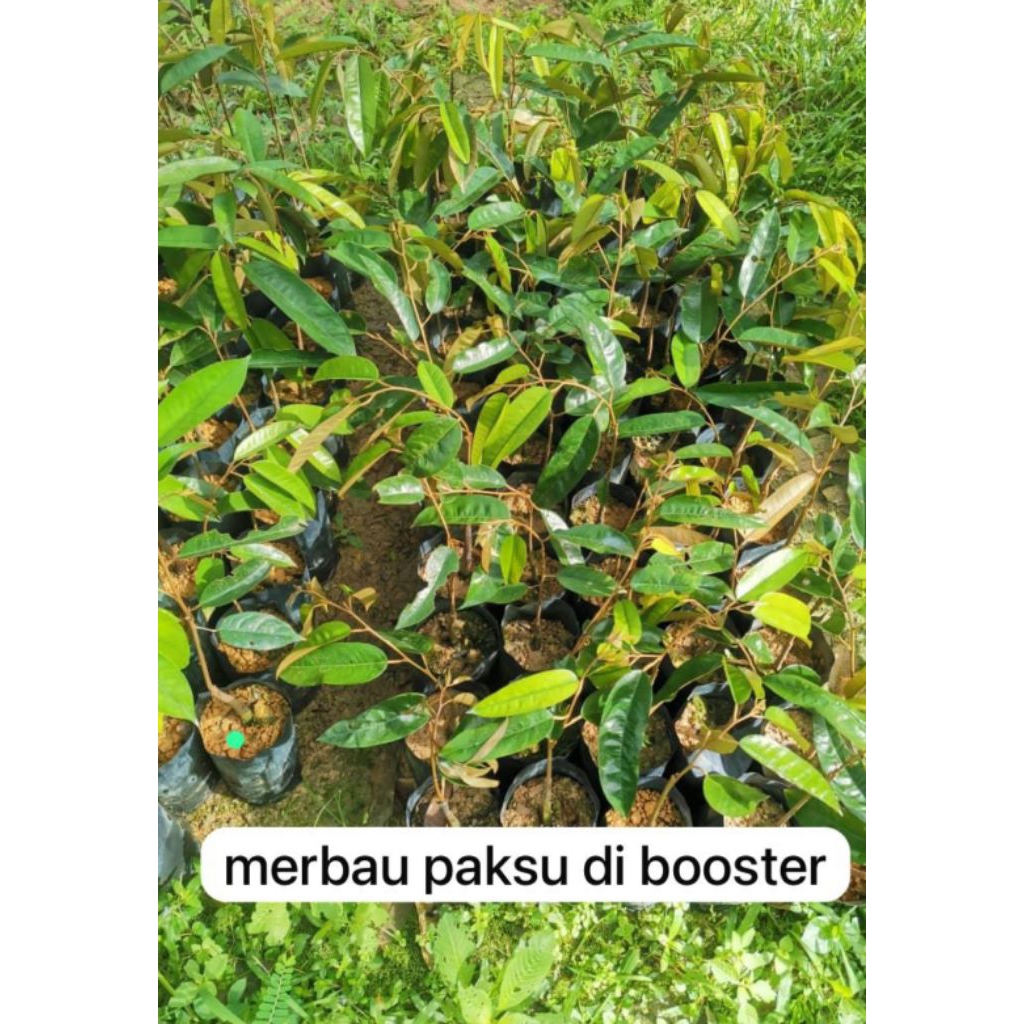 Durian Merbau(Pokok Kawin) | Shopee Malaysia