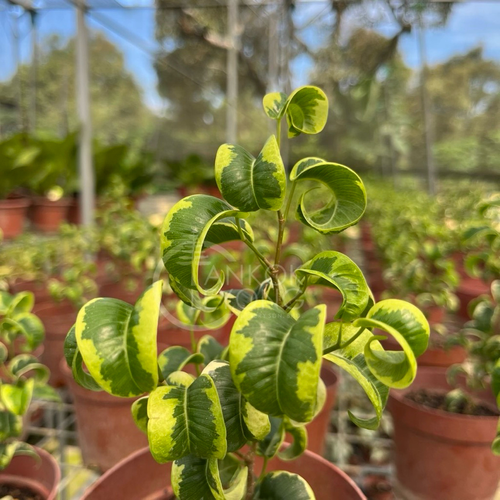 TKL - Ficus Benjamina Barok/ Benjamina Barok Var 卷叶榕卷福/花叶卷福盆栽 | Shopee ...