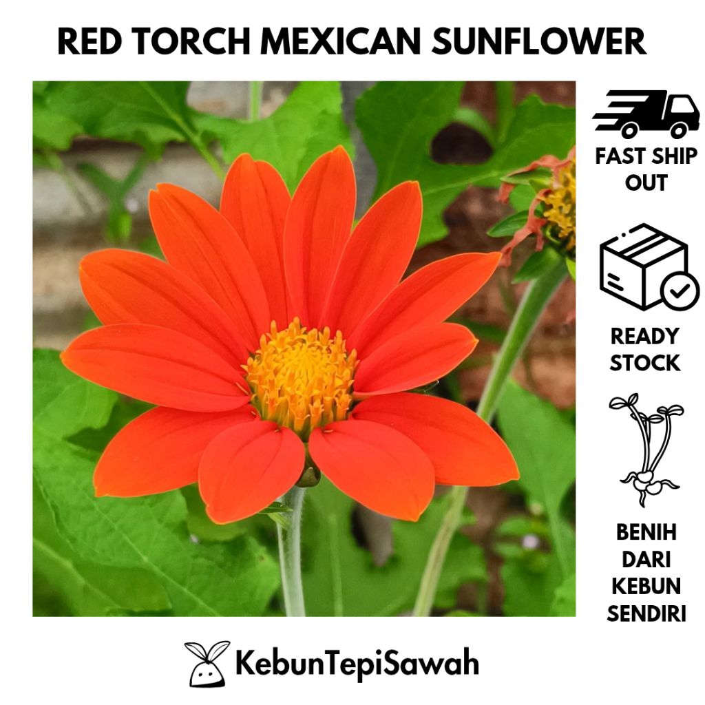 Biji benih red torch mexican sunflower / Tithonia Rotundifolia / flower seeds | Shopee Malaysia
