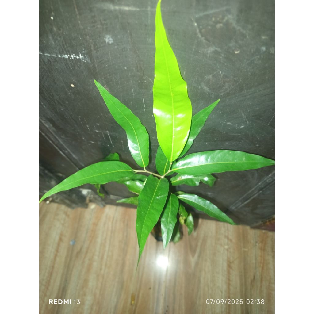 Pokok Asoka / False Ashoka Tree / Indian Mast Tree / Monoon longifolia ...