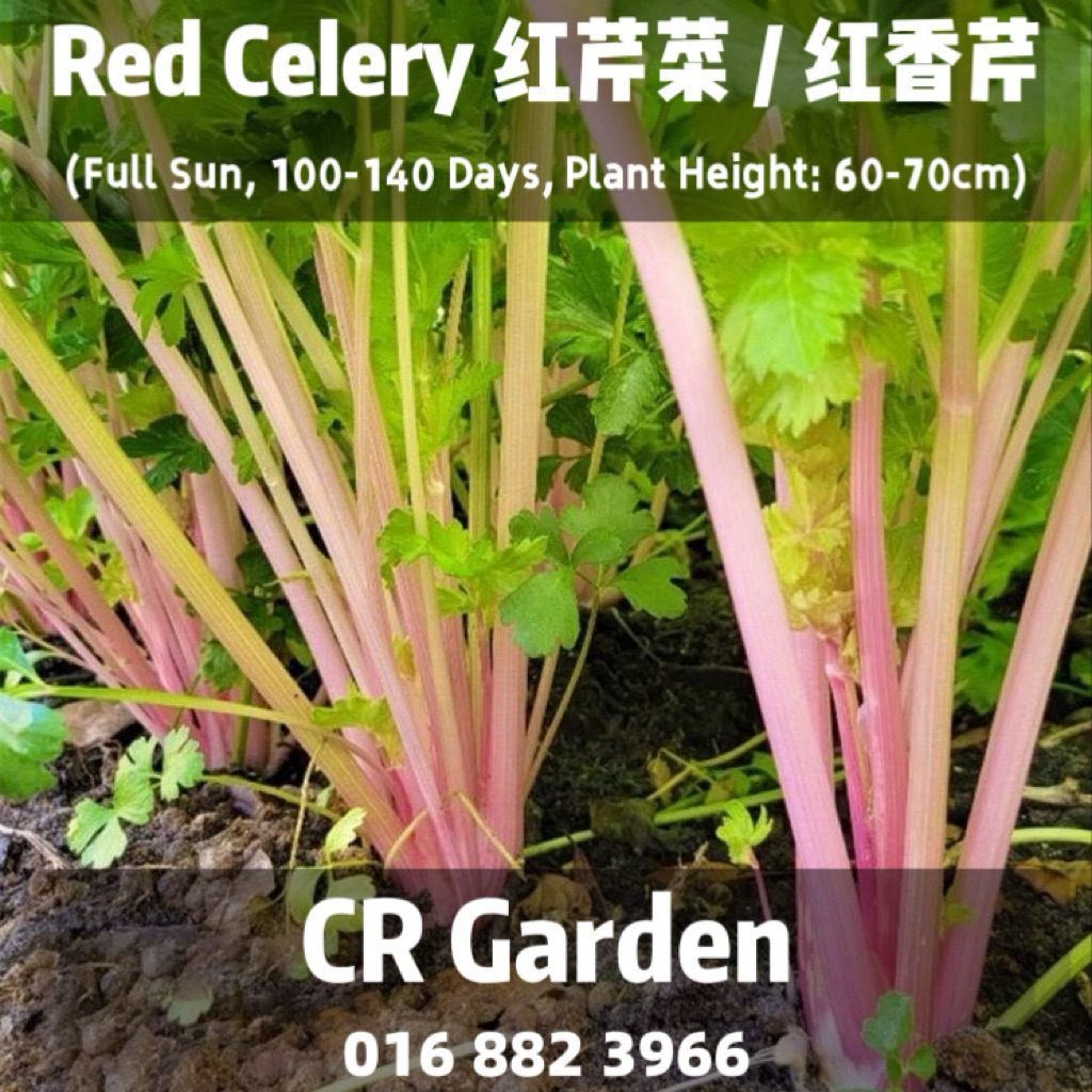 Red Celery 50 Seeds 红芹菜 / 红香芹50粒 (Full Sun, 100-140 Days, Plant Height ...