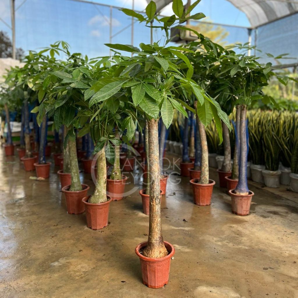 TKL - Big Pachira Stem/Pachira Aquatica/Money Tree (40cm-150cm) 大型发财树 ...