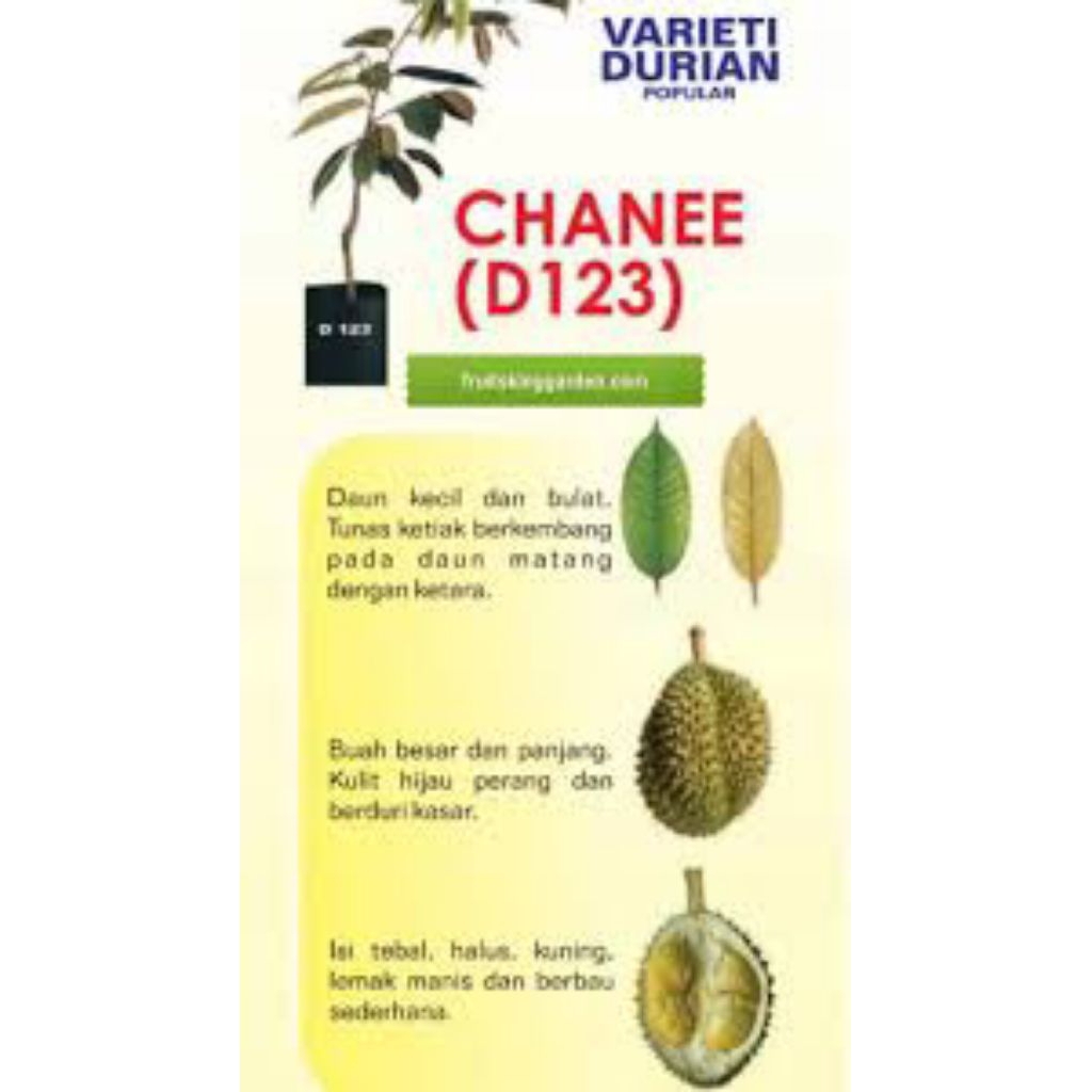 Anak Pokok Durian Chanee(Pokok Kawin) | Shopee Malaysia