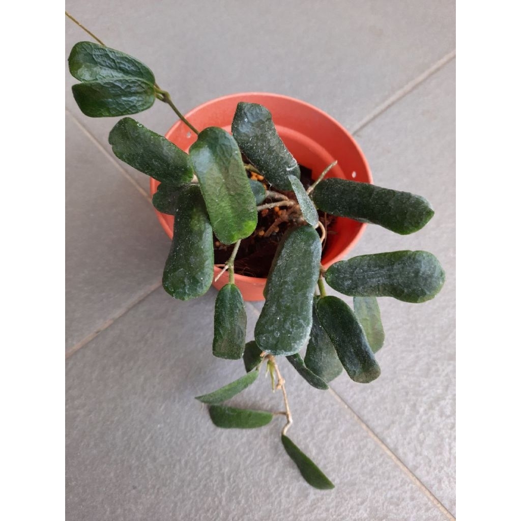 Hoya Rotundiflora wax plant | Shopee Malaysia